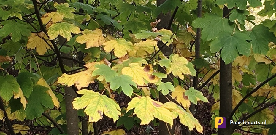 Chipnummer zoeken paard