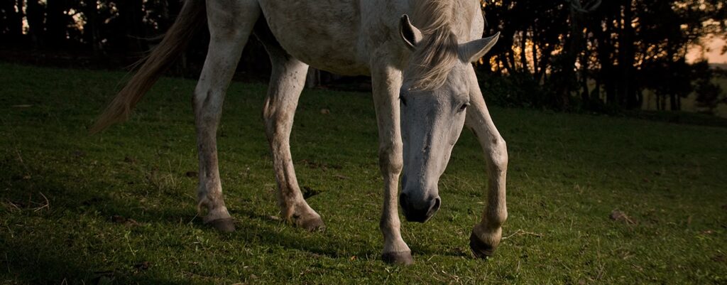 Droes | een besmettelijke ziekte die veel bij jonge paarden voorkomt