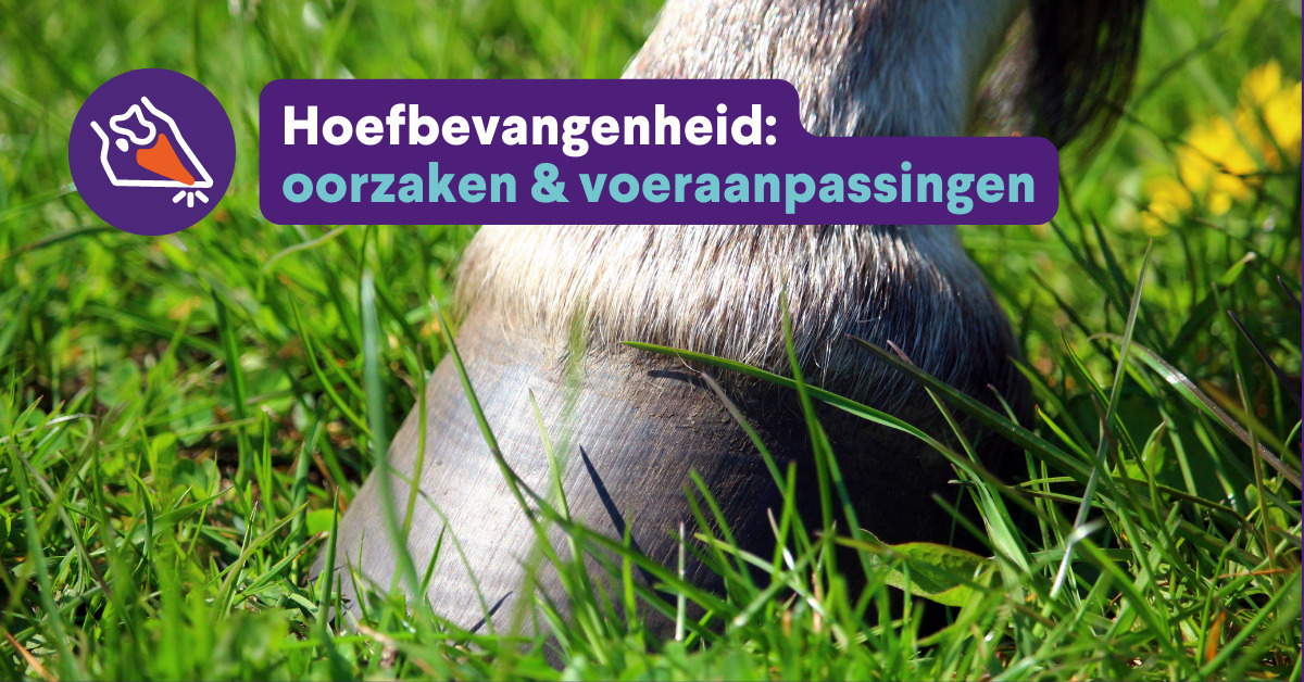 Hoefbevangenheid | oorzaken en voeraanpassingen