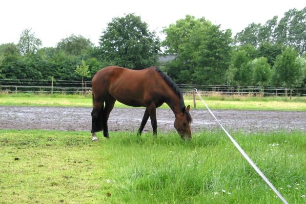 Droes | een besmettelijke ziekte die veel bij jonge paarden voorkomt