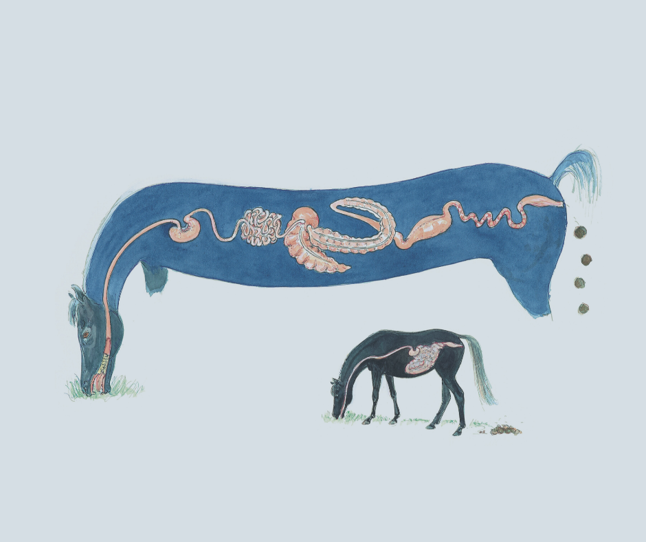 Insulineresistentie en Equine Metabool Syndroom bij paarden