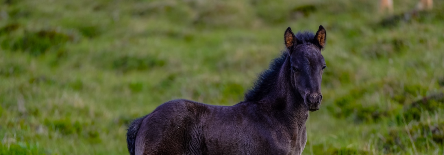 Droes | een besmettelijke ziekte die veel bij jonge paarden voorkomt