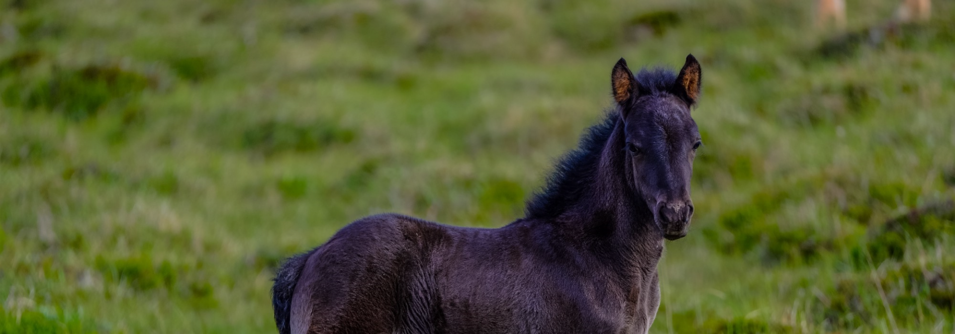 Grovet – Paardenarts