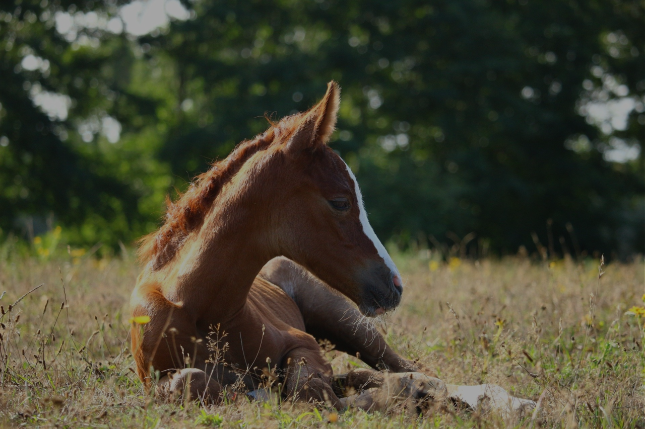 Oor en gehoorgang van het paard