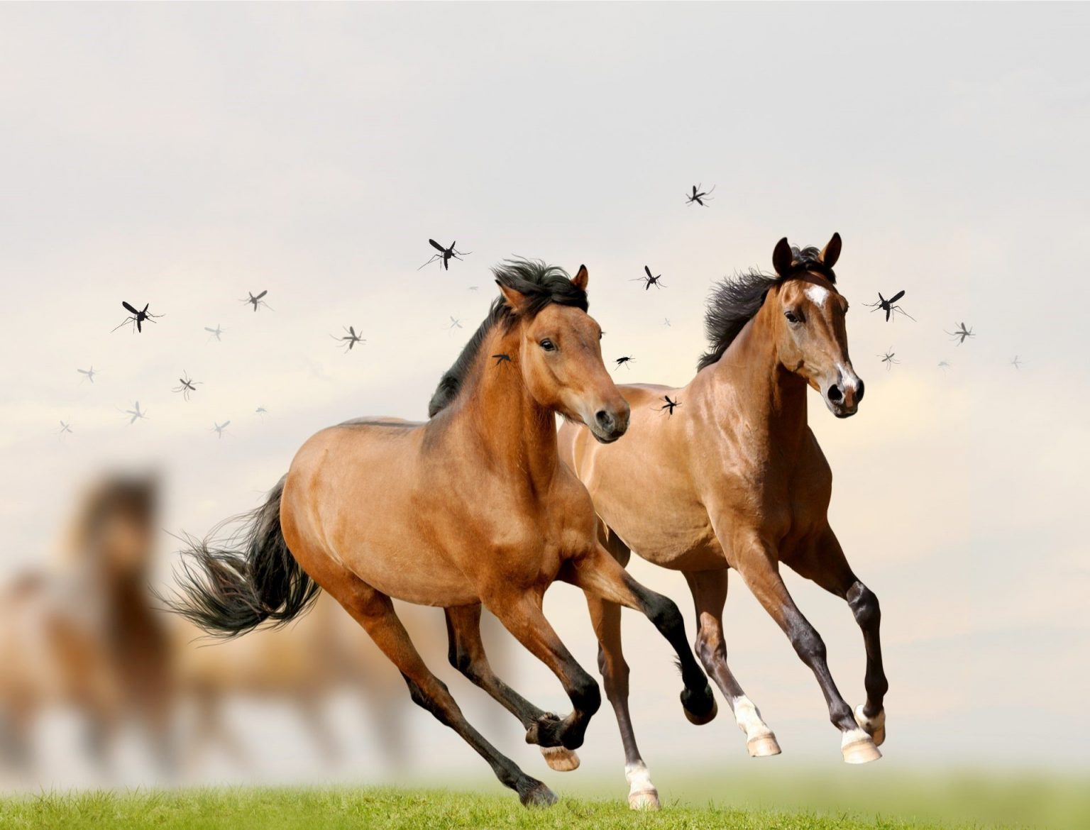 Paardenarts.nl | Anatomie van het paard | Exterieur, deel 1