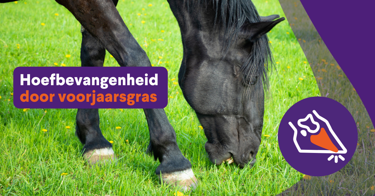 Hoefbevangenheid door voorjaarsgras - Dit zijn de feiten