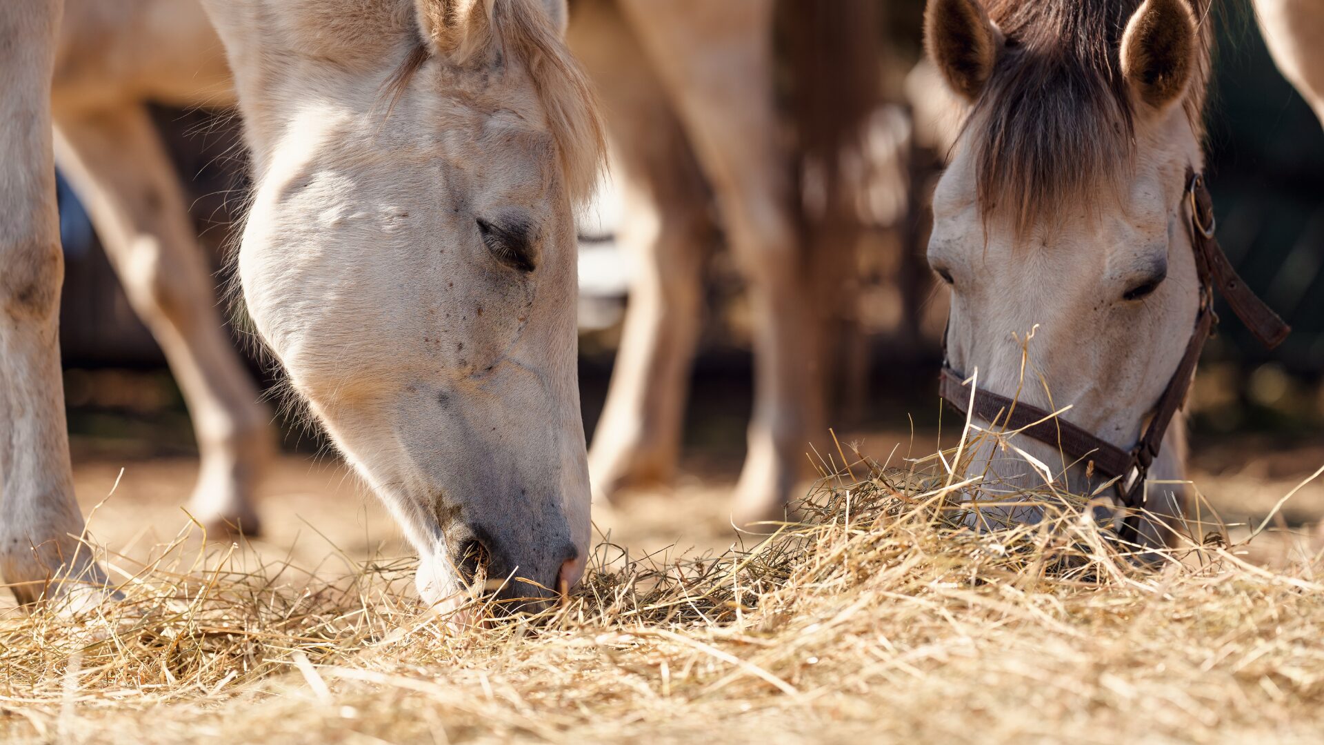 Voedingsadvies voor je paard: optimaliseer het rantsoen met een geschoolde voedingsadviseur