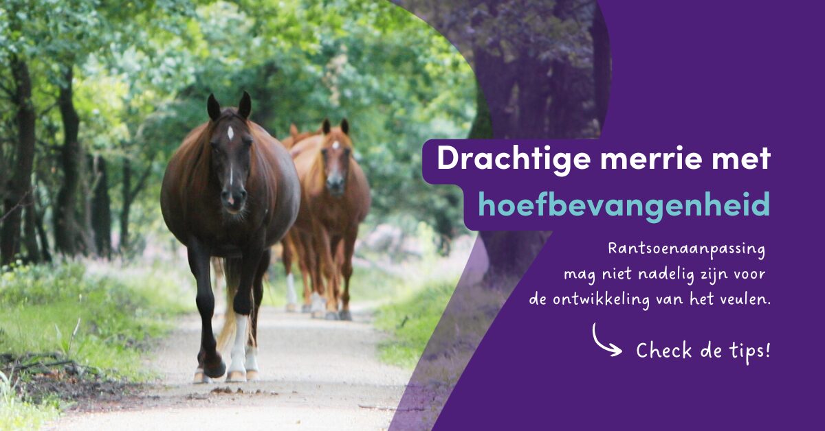 Drachtige merrie met hoefbevangenheid - Voedingstips!