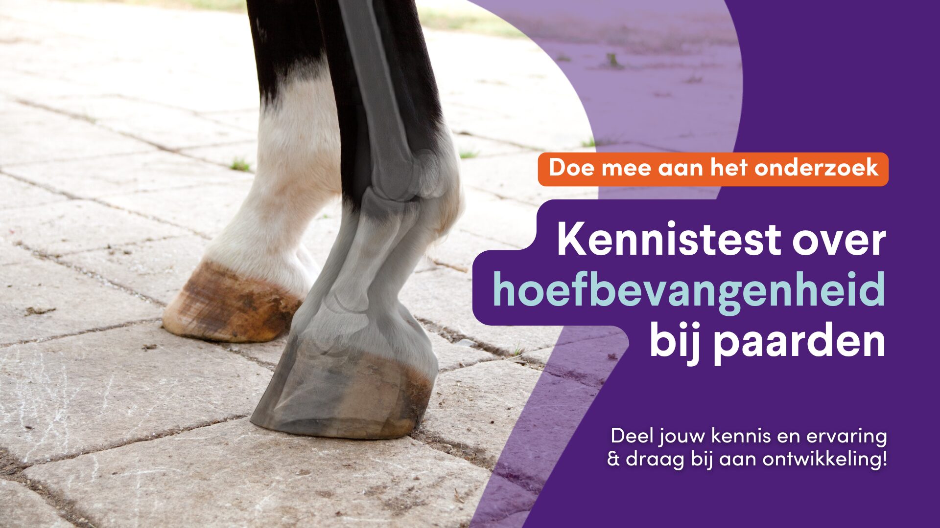 Onderzoek ‘Hoefbevangenheid bij paarden; wat weet jij?’